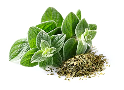 Greek Oregano Herb Seeds for Planting, 2500+ Seeds Per Packet, (Isla's Garden Seeds), Non GMO & Heirloom Seeds, Botanical Name: Origanum vulgare, Great Herb Garden Gift