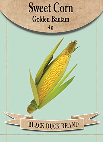Set of 12 Sweet Corn- Golden Bantam Vegetable Seed Packs - Create a Deluxe Garden - All Seeds are Heirloom - 100% Non-GMO (Sweet Corn- Golden Bantam)