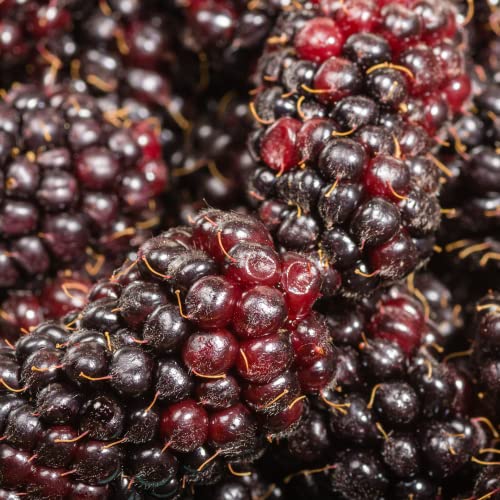 Marionberry Live Plant, 6 to 8 Inc Tall Sweet BlackBerry Plant for Garden