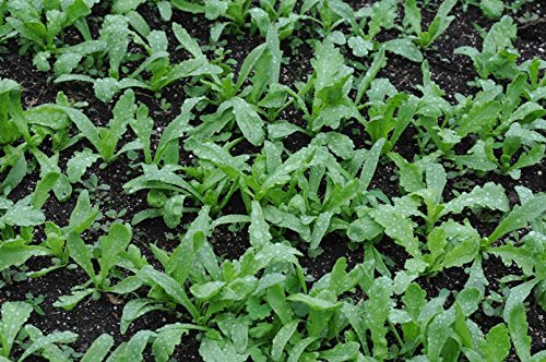 Shungiku Seeds - Edible Chrysanthemum - Green - Liliana's Garden