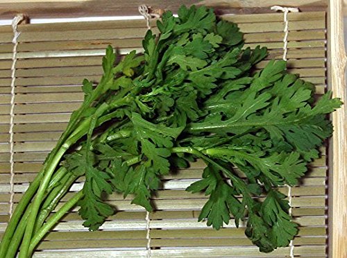 Shungiku Seeds - Edible Chrysanthemum - Green - Liliana's Garden