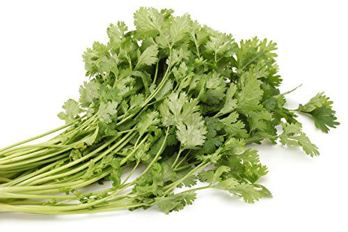 200 Premium Organic Cilantro - Chinese Parsley - Coriander - Ngo Ri Seeds by Happy Seeds & Garden