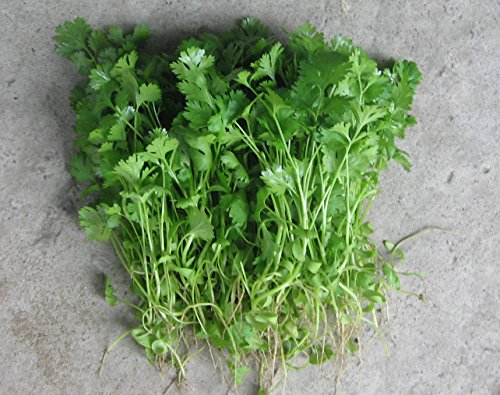 200 Premium Organic Cilantro - Chinese Parsley - Coriander - Ngo Ri Seeds by Happy Seeds & Garden