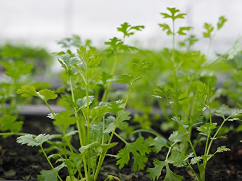 200 Premium Organic Cilantro - Chinese Parsley - Coriander - Ngo Ri Seeds by Happy Seeds & Garden