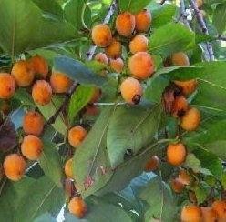 Date Plum Persimmon Fruit Tree, 30+ Tree Seeds, Exotic & Rare, 80% Germination, (Isla's Garden Seeds), Non GMO & Heirloom Seeds, Scientific Name: Diospyros Lotus
