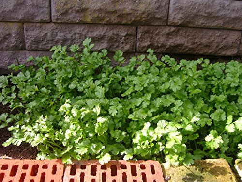 200 Premium Organic Cilantro - Chinese Parsley - Coriander - Ngo Ri Seeds by Happy Seeds & Garden
