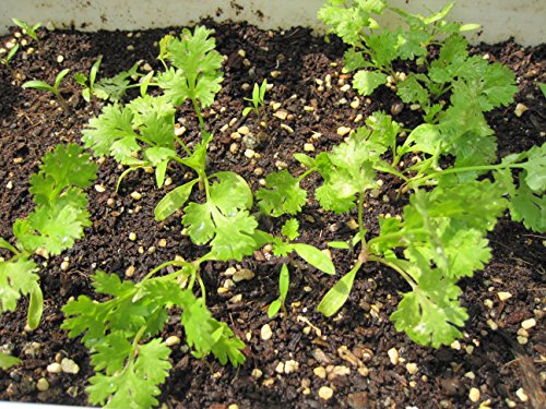 200 Premium Organic Cilantro - Chinese Parsley - Coriander - Ngo Ri Seeds by Happy Seeds & Garden