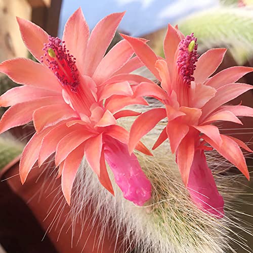 YEGAOL Garden 20Pcs Hildewintera Colademononis Seeds Soft Monkey Tail Cactus Seeds Ornamental Drought Tolerant Non-GMO Outdoor Indoor Potted Bonsai Decor Plant