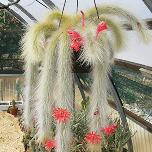 YEGAOL Garden 20Pcs Hildewintera Colademononis Seeds Soft Monkey Tail Cactus Seeds Ornamental Drought Tolerant Non-GMO Outdoor Indoor Potted Bonsai Decor Plant