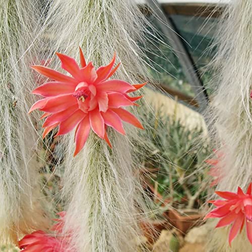 YEGAOL Garden 20Pcs Hildewintera Colademononis Seeds Soft Monkey Tail Cactus Seeds Ornamental Drought Tolerant Non-GMO Outdoor Indoor Potted Bonsai Decor Plant