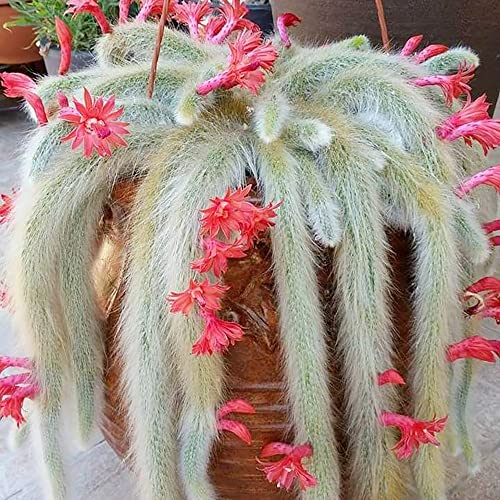 YEGAOL Garden 20Pcs Hildewintera Colademononis Seeds Soft Monkey Tail Cactus Seeds Ornamental Drought Tolerant Non-GMO Outdoor Indoor Potted Bonsai Decor Plant