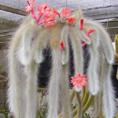 YEGAOL Garden 20Pcs Hildewintera Colademononis Seeds Soft Monkey Tail Cactus Seeds Ornamental Drought Tolerant Non-GMO Outdoor Indoor Potted Bonsai Decor Plant