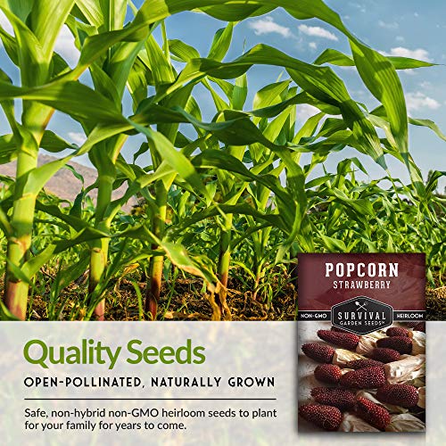 Survival Garden Seeds - Strawberry Popcorn Seed for Planting - Packet with Instructions to Plant and Grow Garnet Kernel Ornamental Popcorn in Your Home Vegetable Garden - Non-GMO Heirloom Variety