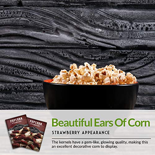 Survival Garden Seeds - Strawberry Popcorn Seed for Planting - Packet with Instructions to Plant and Grow Garnet Kernel Ornamental Popcorn in Your Home Vegetable Garden - Non-GMO Heirloom Variety