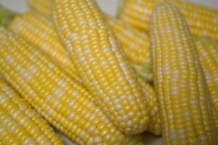 120 Peaches and Cream Hybrid Sweet Corn Seeds Heirloom Non GMO 1 oz Garden Vegetable Bulk Survival
