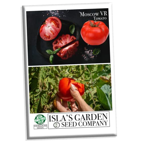 Moscow VR Tomato Seeds, 50 Heirloom Seeds Per Packet, (Isla's Garden Seeds), Non GMO Seeds, Botanical Name: Solanum lycopersicum, Great Home Garden Gift