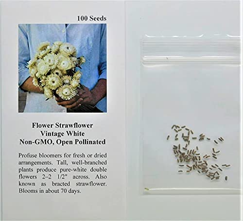 David's Garden Seeds Flower Strawflower Vintage White FBA-8487 (White) 100 Non-GMO, Heirloom Seeds