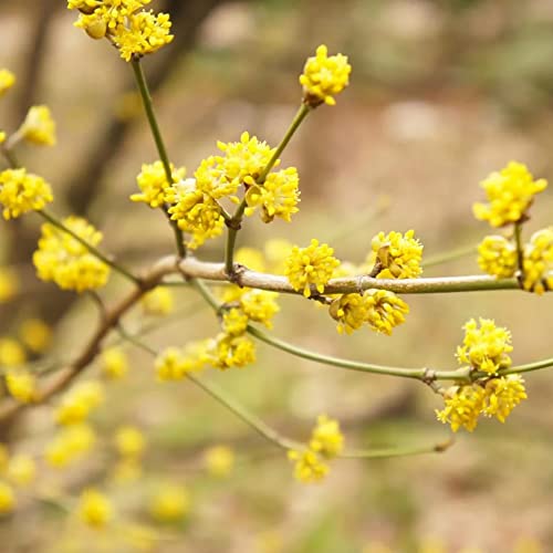 Spicebush Seeds Benjaminbush, Lindera Benzoin Low Maintenance Fragrant Fruit & Berries Attracts Birds & Butterflies GMO Free Bed Border Pond Stream Outdoor 10Pcs Shrub Seeds by YEGAOL Garden