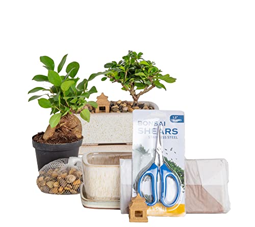 Costa Farms Bonsai Starter Kit, Live Bonsai Tree, Easy to Grow, Fun Garden, Crafts, Hobby Kit for Adults, Unique DIY Gift, Gardening, Great Gift for Kids & Adults, Mother's Day Gift, 10-Inches Tall