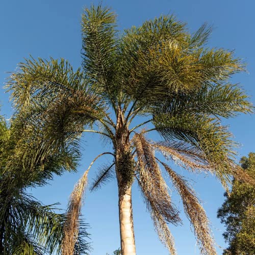 CHUXAY GARDEN Syagrus Romanzoffiana,Queen Palm,Cocos Palm 5 Seeds Elegant Evergreen Palm Long-Lived Hardy Tree Great for Specimen or Street Tree