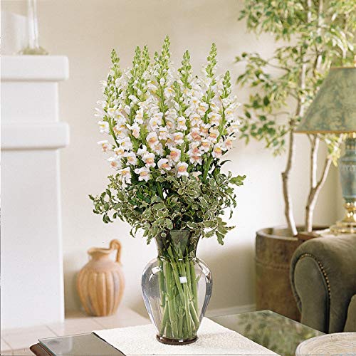 Outsidepride Antirrhinum Majus Snapdragon Appleblossom Garden Cut Flowers - 5000 Seeds