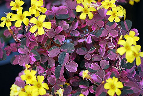 Plum Crazy Shamrock - Oxalis - 2.5" Pot - Fairy Garden Plant/House Plant/Edible