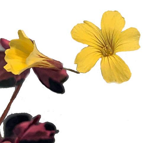 Plum Crazy Shamrock - Oxalis - 2.5" Pot - Fairy Garden Plant/House Plant/Edible