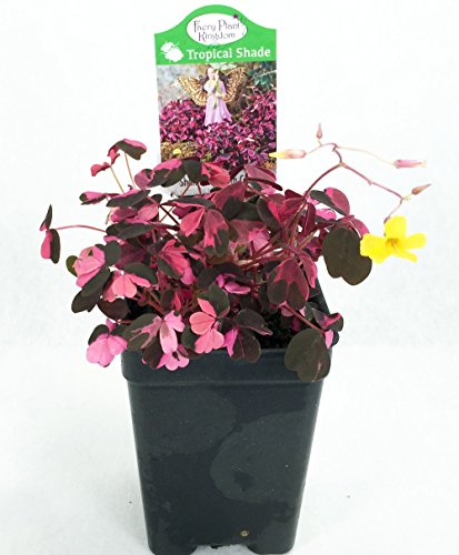 Plum Crazy Shamrock - Oxalis - 2.5" Pot - Fairy Garden Plant/House Plant/Edible