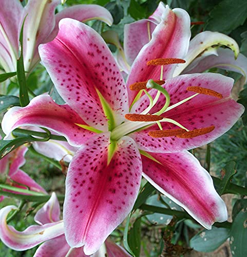 5 Stargazer Lily Bulbs for Planting Perennial, Lily Bulbs for Spring Planting, Lilies Flower Bulbs Outdoors Garden