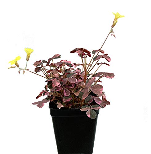 Plum Crazy Shamrock - Oxalis - 2.5" Pot - Fairy Garden Plant/House Plant/Edible