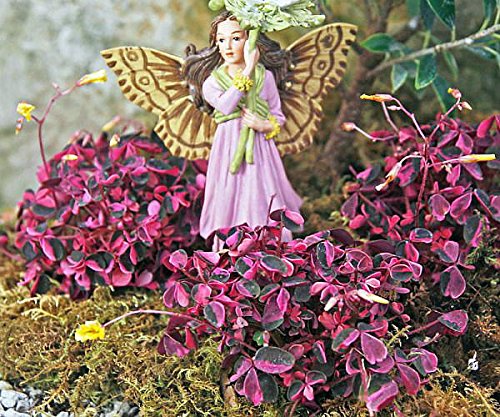 Plum Crazy Shamrock - Oxalis - 2.5" Pot - Fairy Garden Plant/House Plant/Edible