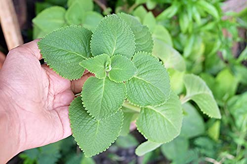 2 Cuban Oregano Live Plants Mexican Mint Spanish Thyme Rooted Vegetable 5 to 7 Inches Planting Ornaments Perennial Garden Ready to Grow Pot