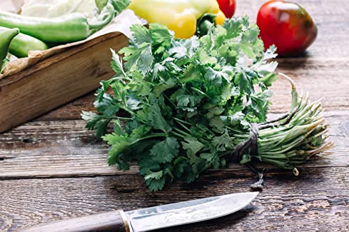 500 Organic Cilantro Seeds for Planting Outdoors or Indoors, Leisure Splits, 4.2 Grams, Giving You The Cilantro Plant You Need, Coriander Seeds, Semilla de Cilantro