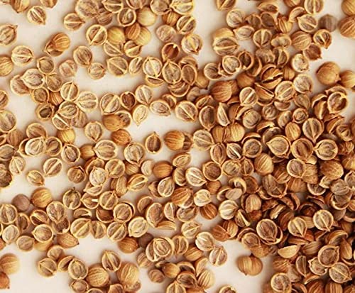 500 Organic Cilantro Seeds for Planting Outdoors or Indoors, Leisure Splits, 4.2 Grams, Giving You The Cilantro Plant You Need, Coriander Seeds, Semilla de Cilantro