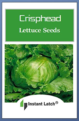 500 Crisphead Great Lakes Lettuce Seeds | Non-GMO | Heirloom | Instant Latch Garden Seeds