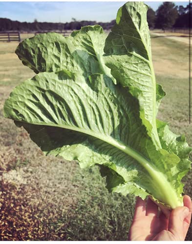 Halden Garden Lettuce Romaine Green Organic (Grows Well Everywhere)
