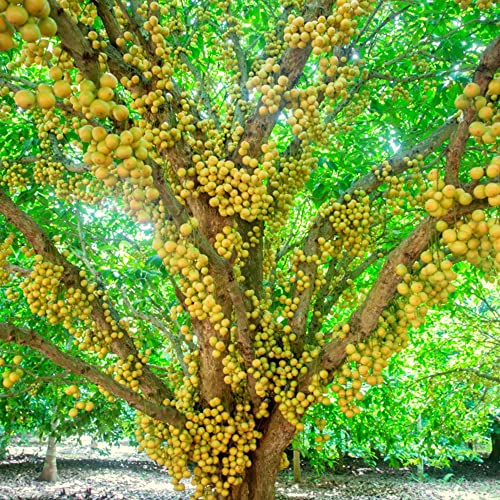 QAUZUY GARDEN 10 Burmese Grape Seeds (Baccaurea Ramiflora) - Non-GMO Fruit Seeds - Edible & Tasty &Attract Pollinators - Perennial Evergreen Tropical Exotic Fruit Tree