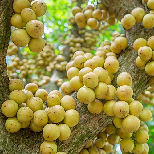 QAUZUY GARDEN 10 Burmese Grape Seeds (Baccaurea Ramiflora) - Non-GMO Fruit Seeds - Edible & Tasty &Attract Pollinators - Perennial Evergreen Tropical Exotic Fruit Tree