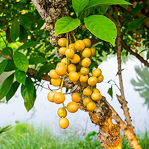 QAUZUY GARDEN 10 Burmese Grape Seeds (Baccaurea Ramiflora) - Non-GMO Fruit Seeds - Edible & Tasty &Attract Pollinators - Perennial Evergreen Tropical Exotic Fruit Tree