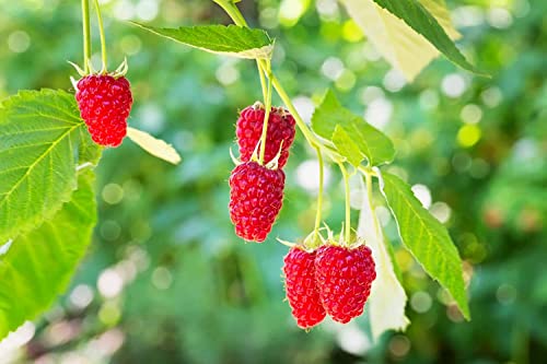 300 Pcs+ Red Raspberry Seeds - Organic Raspberry Friut Seeds for Planting Home Garden/Outdoor