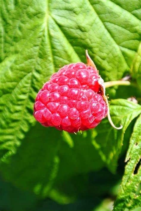 300 Pcs+ Red Raspberry Seeds - Organic Raspberry Friut Seeds for Planting Home Garden/Outdoor