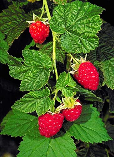 300 Pcs+ Red Raspberry Seeds - Organic Raspberry Friut Seeds for Planting Home Garden/Outdoor