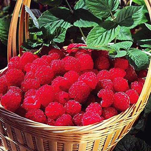 300 Pcs+ Red Raspberry Seeds - Organic Raspberry Friut Seeds for Planting Home Garden/Outdoor