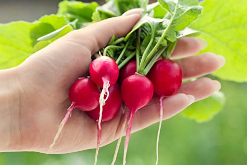 Cherry Belle Radish Seeds for Planting, 100+ Heirloom Seeds Per Packet, (Isla's Garden Seeds), Non GMO Seeds, Botanical Name: Raphanus sativus, Great Home Garden Gift