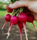 Cherry Belle Radish Seeds for Planting, 100+ Heirloom Seeds Per Packet, (Isla's Garden Seeds), Non GMO Seeds, Botanical Name: Raphanus sativus, Great Home Garden Gift
