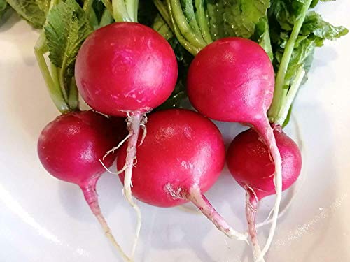 Cherry Belle Radish Seeds for Planting, 100+ Heirloom Seeds Per Packet, (Isla's Garden Seeds), Non GMO Seeds, Botanical Name: Raphanus sativus, Great Home Garden Gift