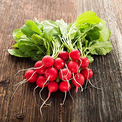 Cherry Belle Radish Seeds for Planting, 100+ Heirloom Seeds Per Packet, (Isla's Garden Seeds), Non GMO Seeds, Botanical Name: Raphanus sativus, Great Home Garden Gift