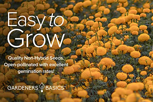 Marigold Seeds for Planting Outdoors (4 Variety Pack) French Marigold Petite Mix, Dainty Marietta, Sparky, and African Marigold Seeds Crackerjack for Pollinators Wildflower Seed by Gardeners Basics