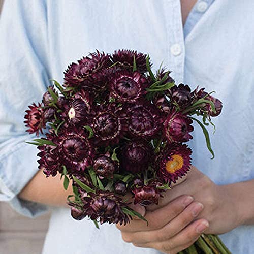 David's Garden Seeds Flower Strawflower Purple Red 5461 (Wine) 50 Non-GMO, Heirloom Seeds