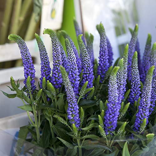 Outsidepride Veronica Spiked Speedwell Garden Flowers Attracting Bees, Butterflies & Hummingbirds - 1000 Seeds